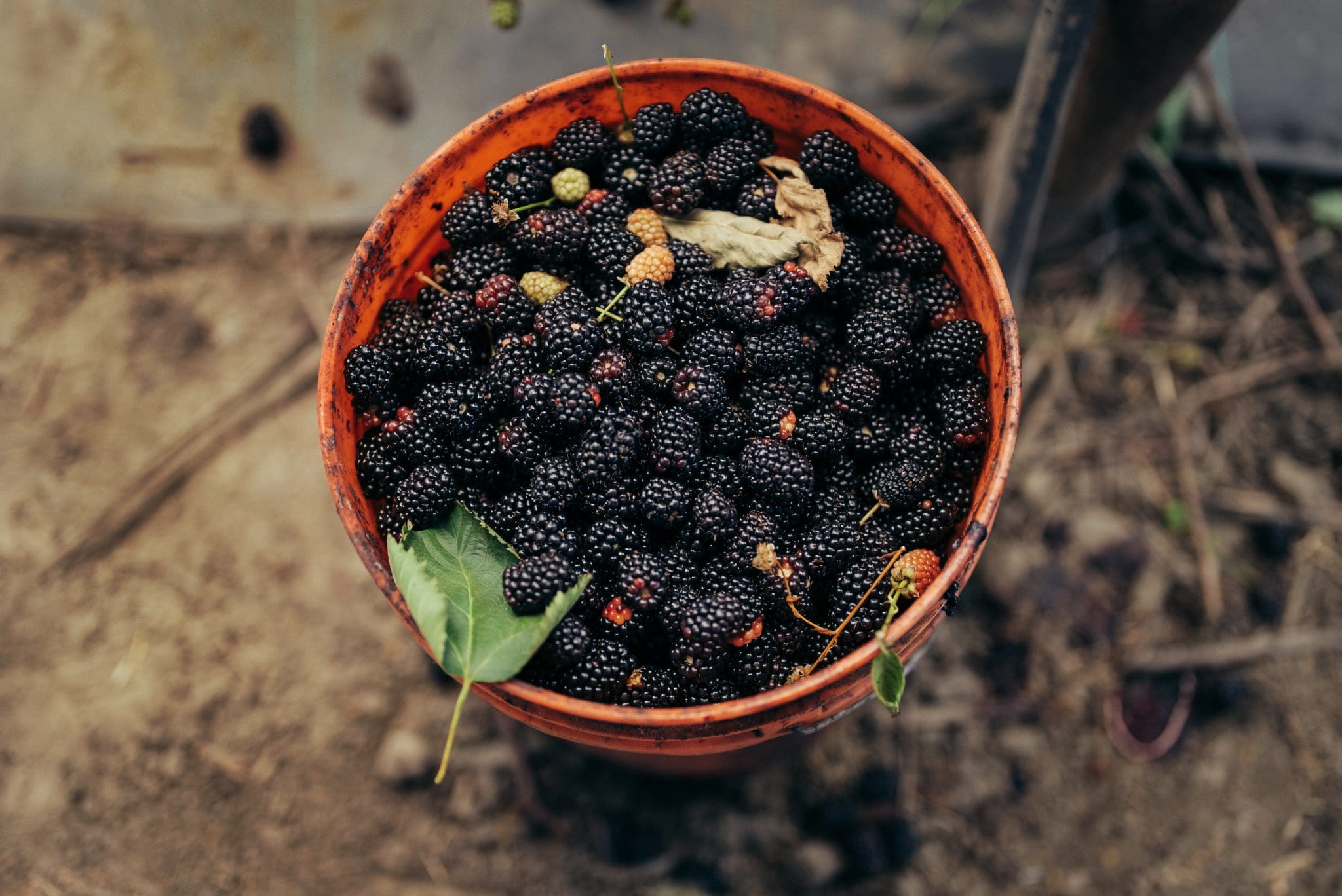 The History of the Blackberry - Driscolls