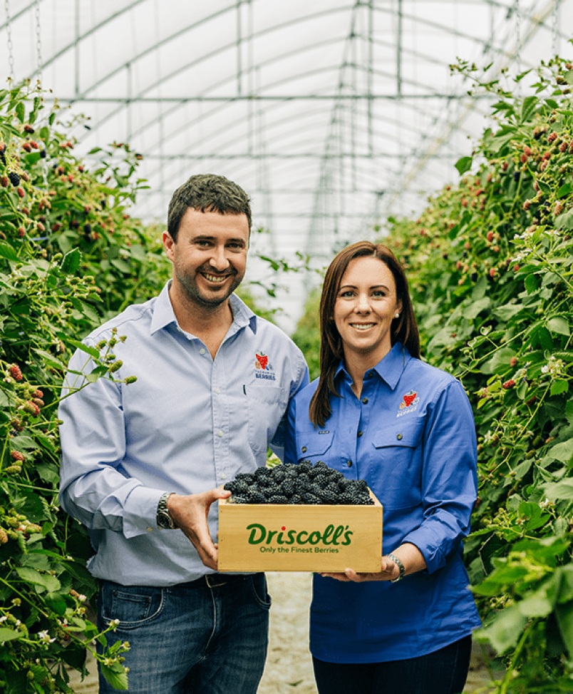 Fresh Blueberries | Nature's Delicious Superfood | Driscolls