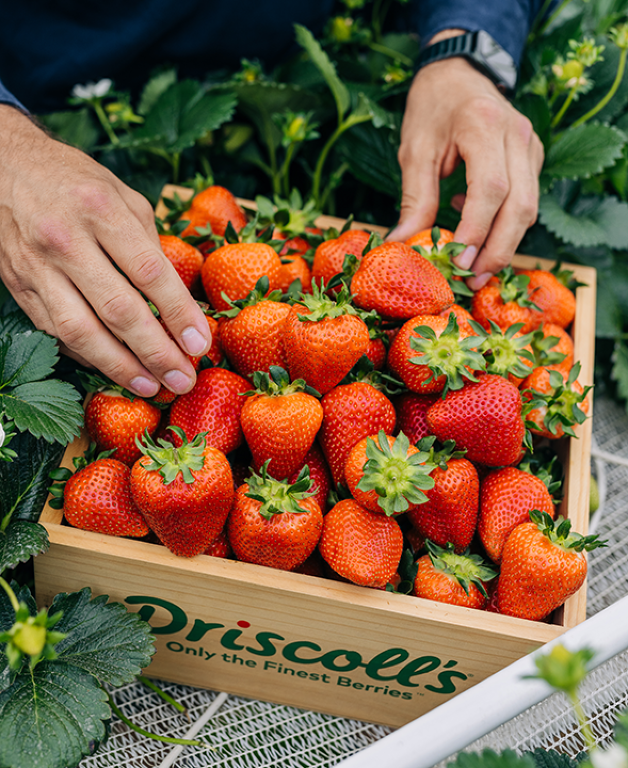 Fresh Strawberries | Deliciously Sweet | Driscolls