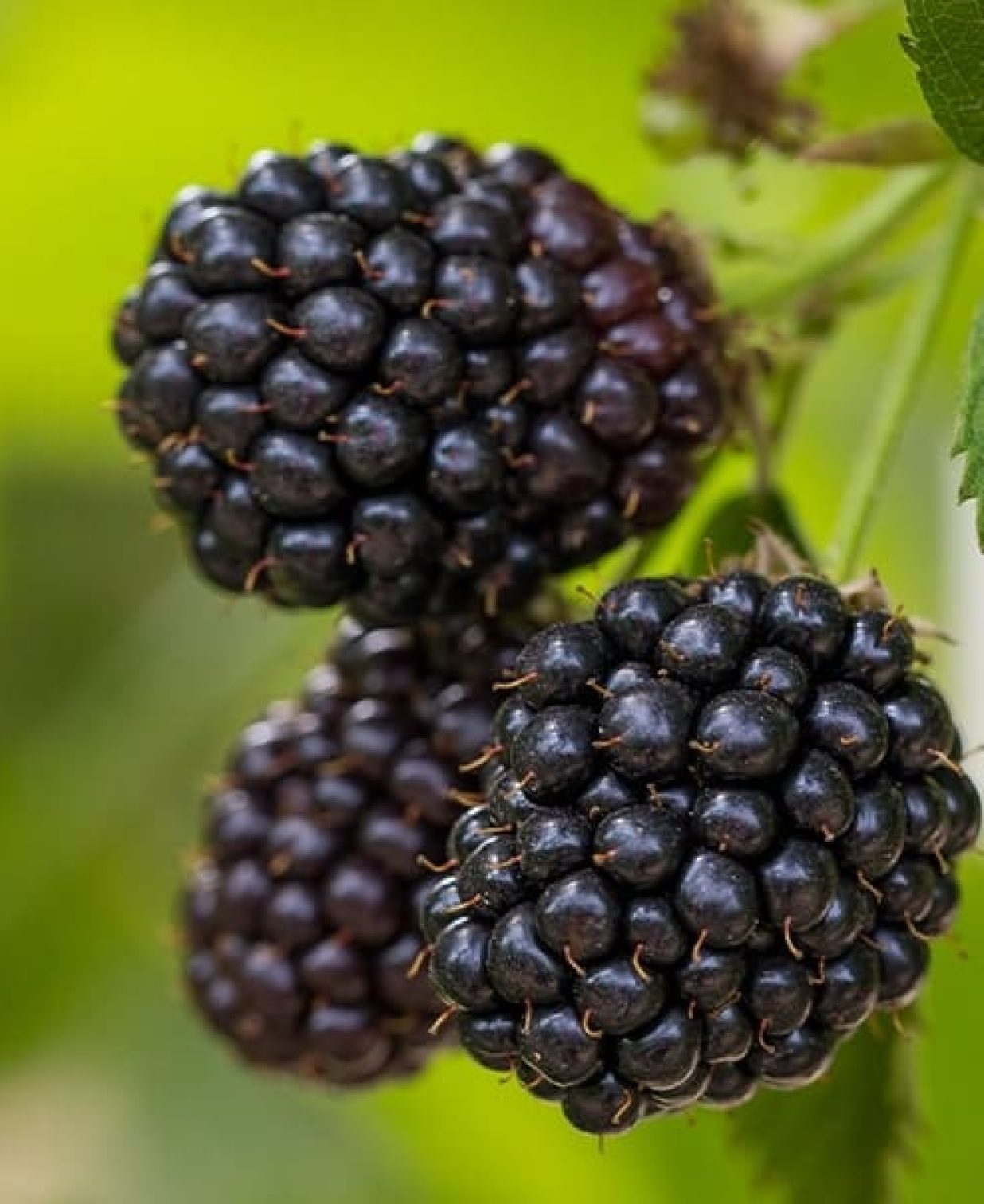 Fresh Blackberries | Rich & Delightful | Driscolls