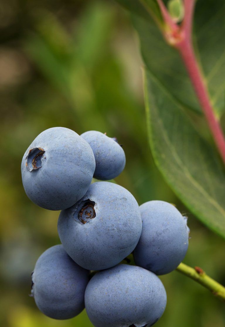 Blueberry Season in Australia | Driscoll’s