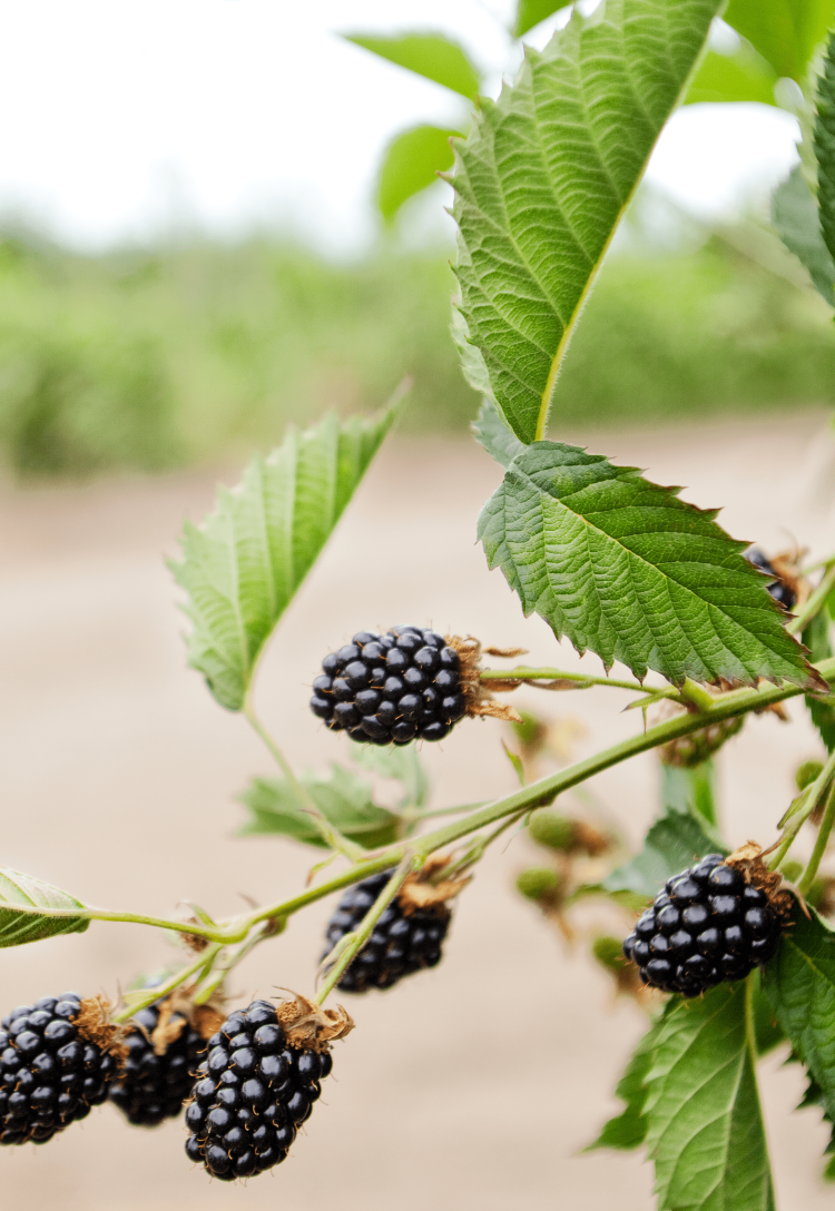 The History of the Blackberry - Driscolls