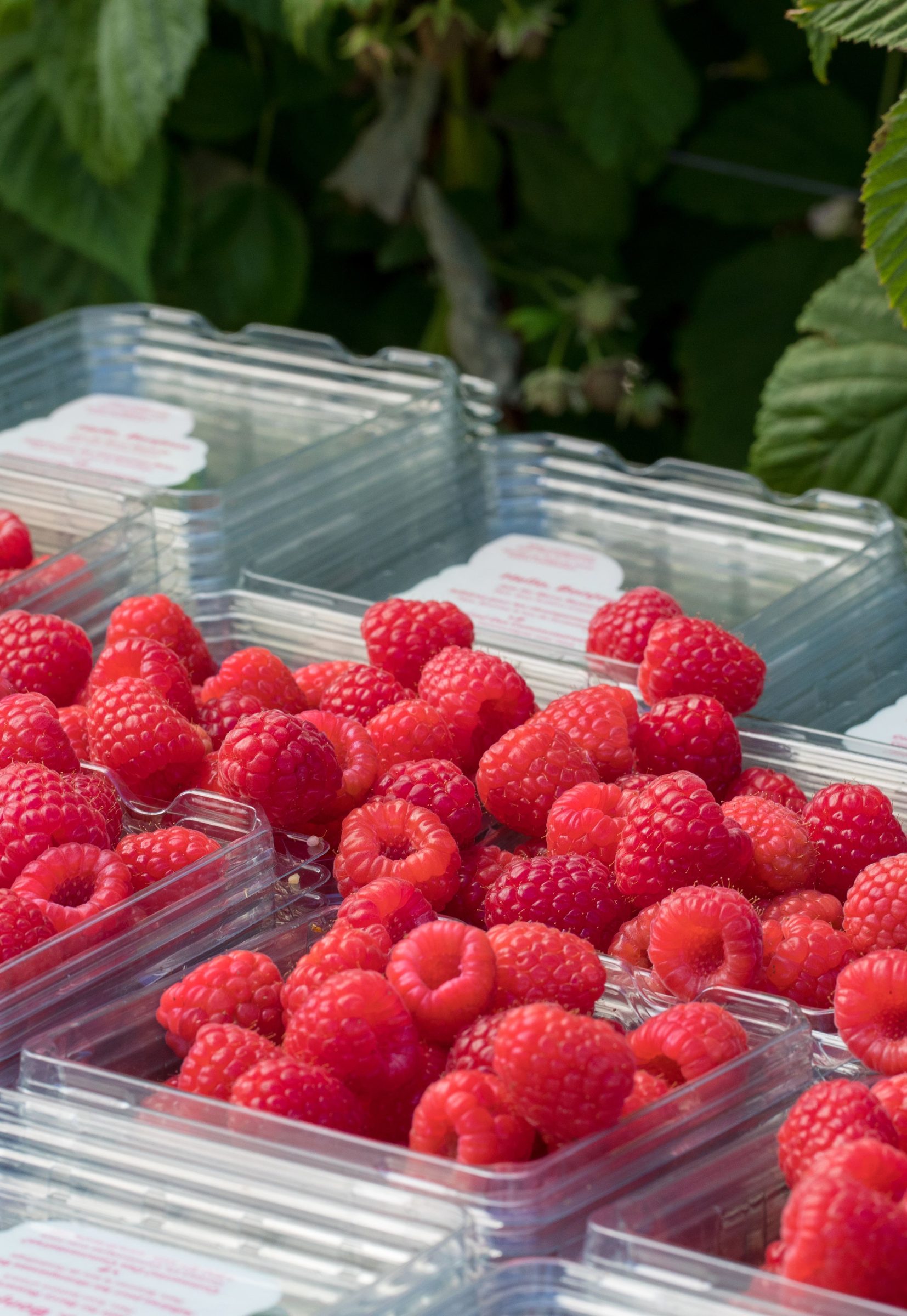 Behind The Scenes of The Delightful Raspberry - Driscolls